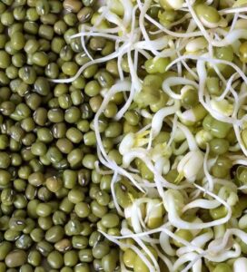 Bien connaitre le haricot mungo pour mieux le cuisiner
